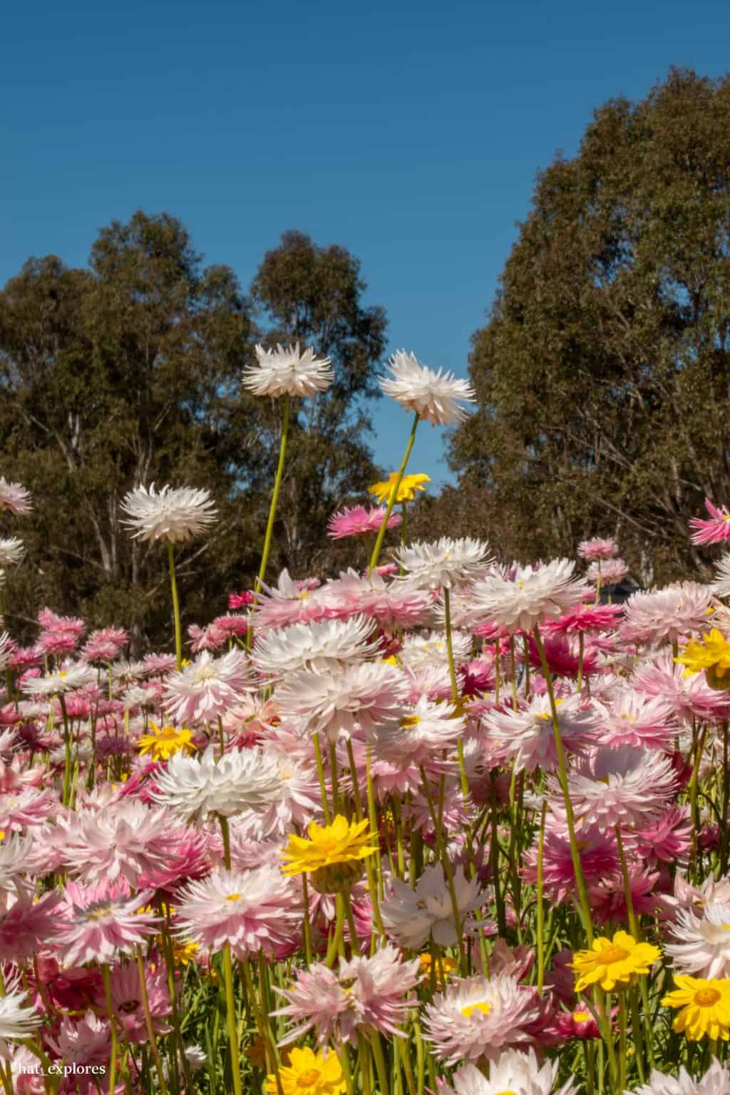 12 Best Places to Find Spring Flowers in Sydney (+ Beyond!)