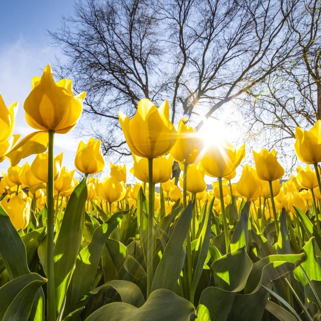 Bowral Tulip Time Festival 2025: Complete Travel Guide